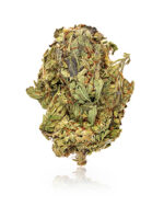 Blueberry Skunk Seeds | Growers Choice Seeds