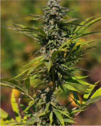 Raspberry Cough Autoflowering Seeds | Growers Choice Seeds