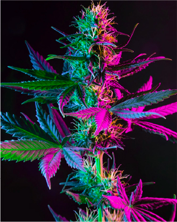 Recon Auto-Flowering Feminized Seeds - Growers Choice Seeds