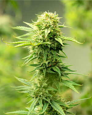 Khalifa Kush Seeds | Growers Choice Seeds