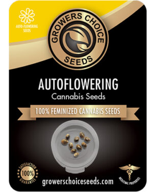 High-Grade Red Congolese Auto Cannabis Seeds