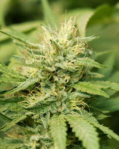 Red Congolese Autoflower Seeds | Growers Choice Seeds