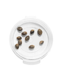 Alien OG Seeds | Growers Choice Seeds