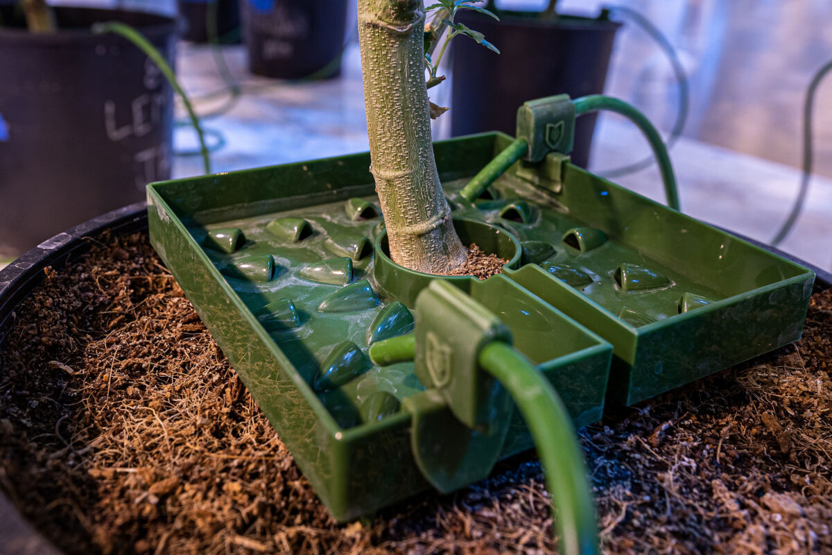 How to Make a Cheap Indoor Grow Setup - Growers Choice Seeds