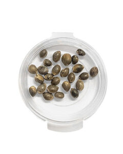 Runtz Seeds | Growers Choice Seeds