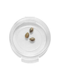 Snow White Autoflowering Seeds | Growers Choice Seeds