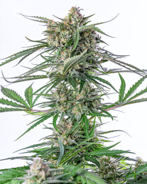 Romulan Seeds | Growers Choice Seeds
