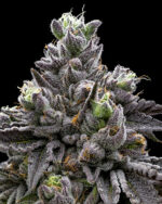 Montana Silvertip Seeds | Growers Choice Seeds