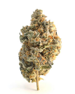 Buy Grape Kush Cannabis Seeds