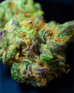 Purple Trainwreck Seeds | Growers Choice Seeds