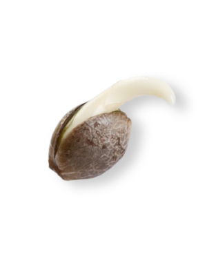 Superior Alien OG Cannabis Seeds