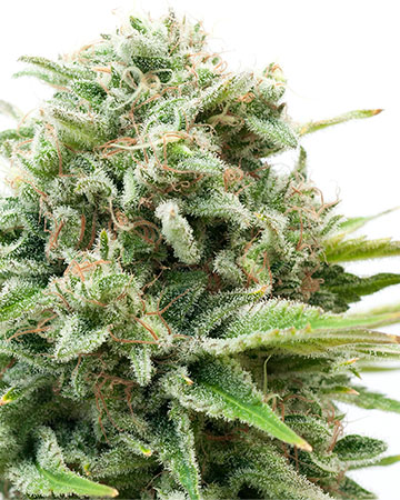Premium Runtz Cannabis Seeds