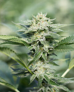 High-Grade Grape Stomper Cannabis Seeds