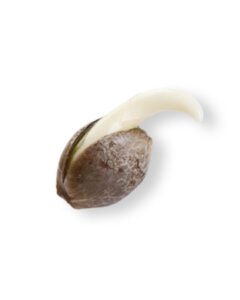 Snoop Dogg OG Cannabis Seeds | Premium Quality and Flavor