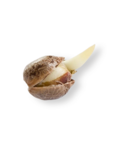 Premium Snow White Cannabis Seeds