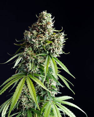 Finest Mimosa Auto Cannabis Seeds