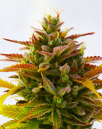 Pink Runtz Autoflower Seeds | Growers Choice Seeds
