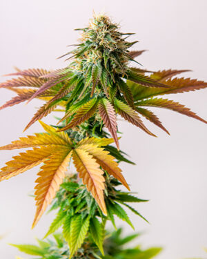 Elite Pink Runtz Auto Cannabis Seeds