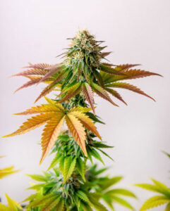Pink Runtz Autoflowering Seeds | Growers Choice Seeds