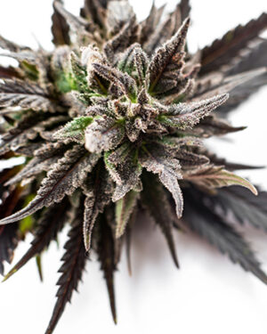 Top-Quality Berner's Cookies Auto Cannabis Seeds