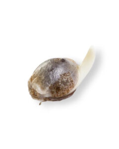 Best-Quality Colombian Gold Auto Cannabis Seeds