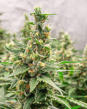 Agent Orange Autoflower Seeds | Growers Choice Seeds