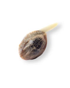 Finest Gushers Auto Cannabis Seeds