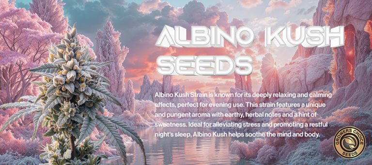 Albino Kush Seeds - Feminized | Growers Choice Seeds