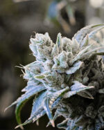 Albino Kush Seeds - Feminized | Growers Choice Seeds