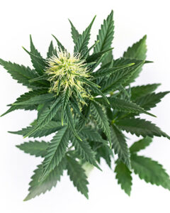 Finest Gushers Auto Cannabis Seeds