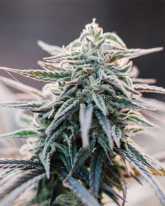 Albino Kush Seeds - Feminized | Growers Choice Seeds