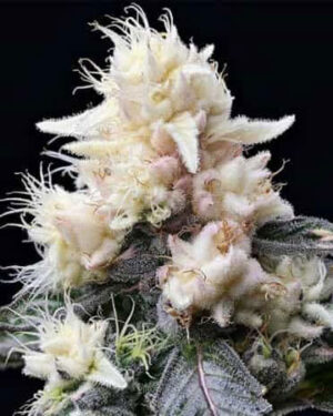 Albino Kush Seeds | Growers Choice Seeds