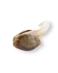 Finest Matanuska Thunder Cannabis Seeds