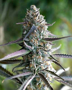 Blue Runtz Seeds | Growers Choice Seeds