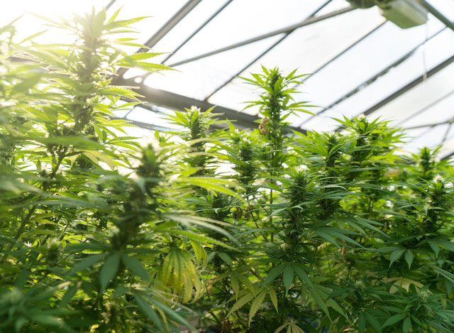 Greenhouse Cannabis Growing Guide