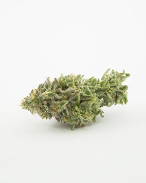 Buy Purple Lemonade Auto Cannabis Seeds