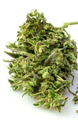 Matanuska Thunder Seeds | Growers Choice Seeds