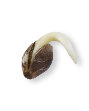 Top-Quality Blue Runtz Cannabis Seeds