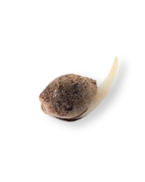 Cement Shoes Seeds | Growers Choice Seeds