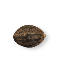 Buy Purple Lemonade Auto Cannabis Seeds