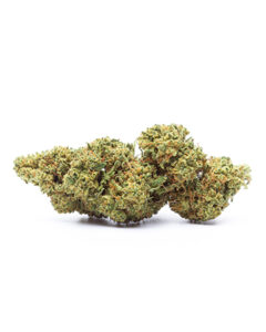 Cement Shoes Seeds | Growers Choice Seeds