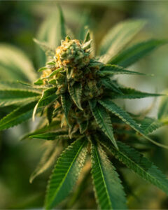 Animal Mints Seeds | Growers Choice Seeds