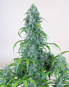 Black Runtz Seeds | Growers Choice Seeds