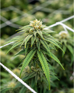 Elite Cherry Runtz Cannabis Seeds