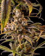 Animal Mints Seeds | Growers Choice Seeds