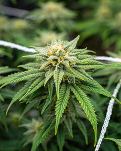 Elite Cherry Runtz Cannabis Seeds