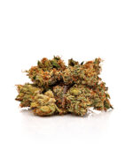 Animal Mints Seeds | Growers Choice Seeds