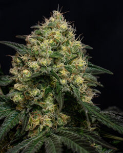 Finest Black Runtz Cannabis Seeds