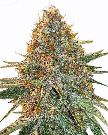Feminized Cannabis Seeds | Growers Choice Seeds