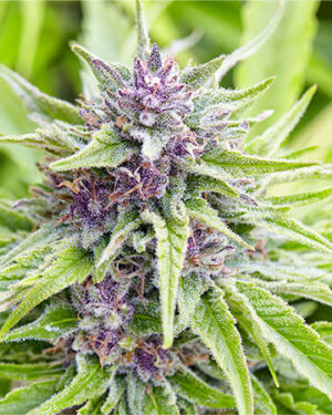 Top-Quality Jealousy Cannabis Cannabis Seeds